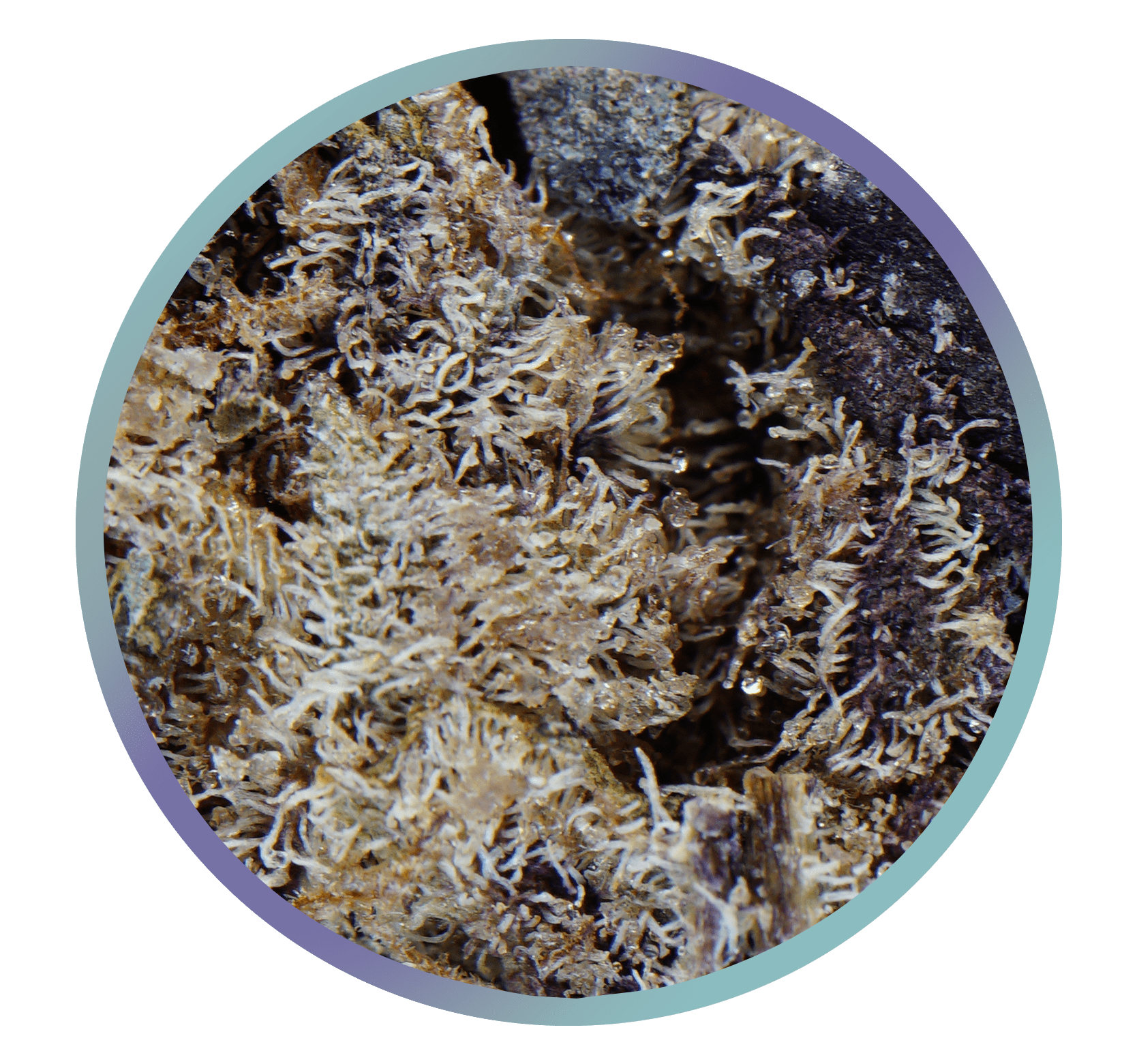 Rainbow Lava – Valhallah FLWR