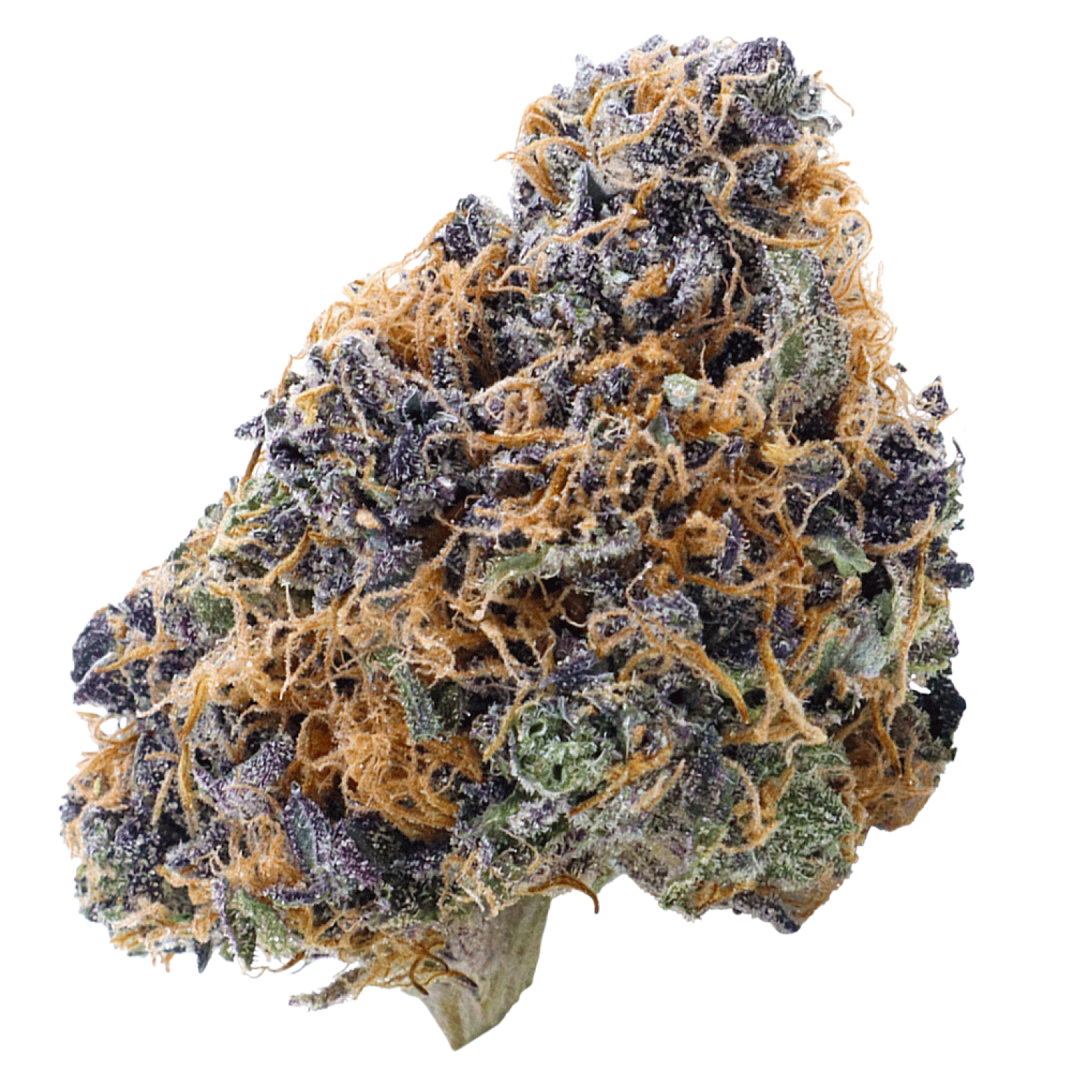 Alaskan Thunder – Valhalla Flwr