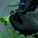 About – Valhalla Flwr